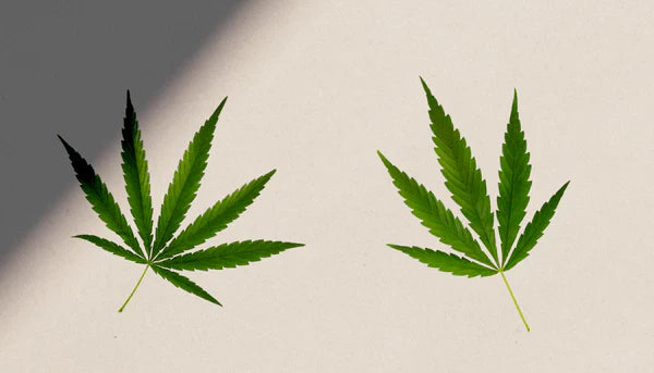 Recettori dei cannabinoidi: CB1 e CB2 nel tuo corpo